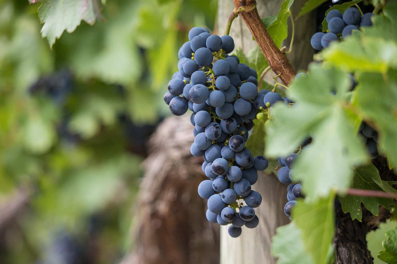Maceration – The Caskaway
